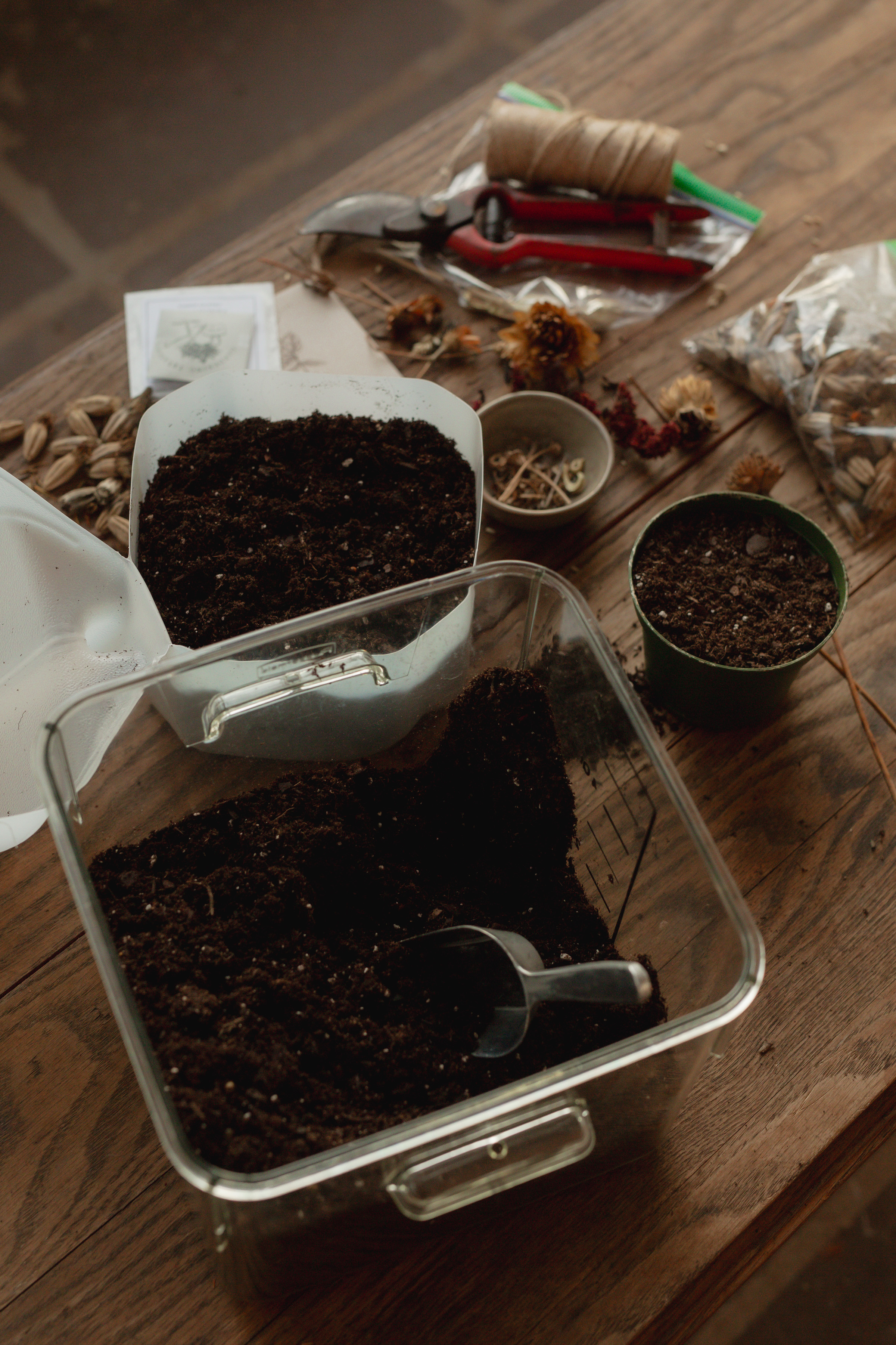 The Beginner's Guide to Winter Sowing - by Mily