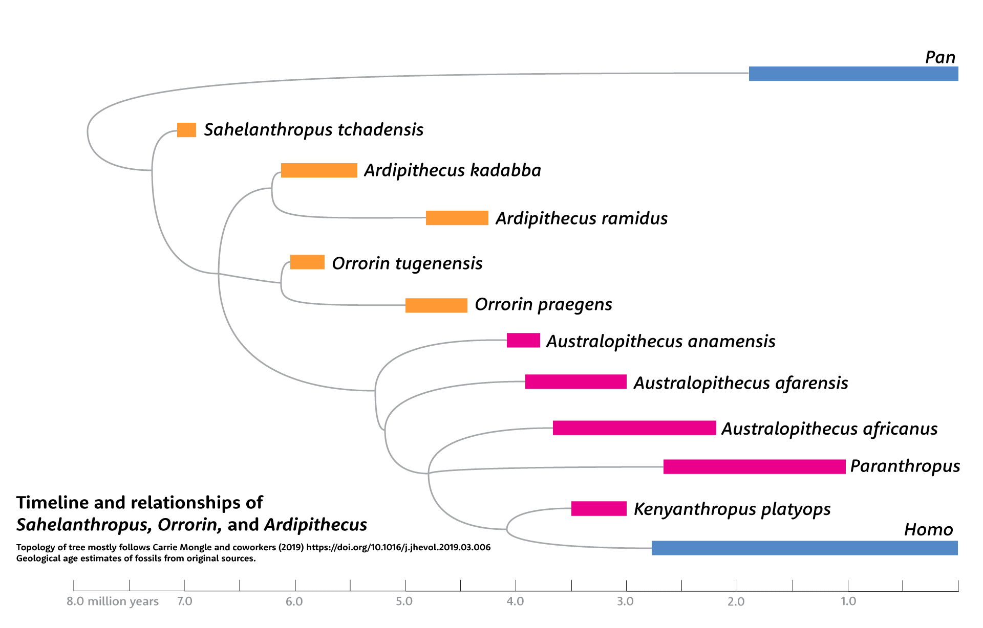 Guide to Sahelanthropus, Orrorin and Ardipithecus
