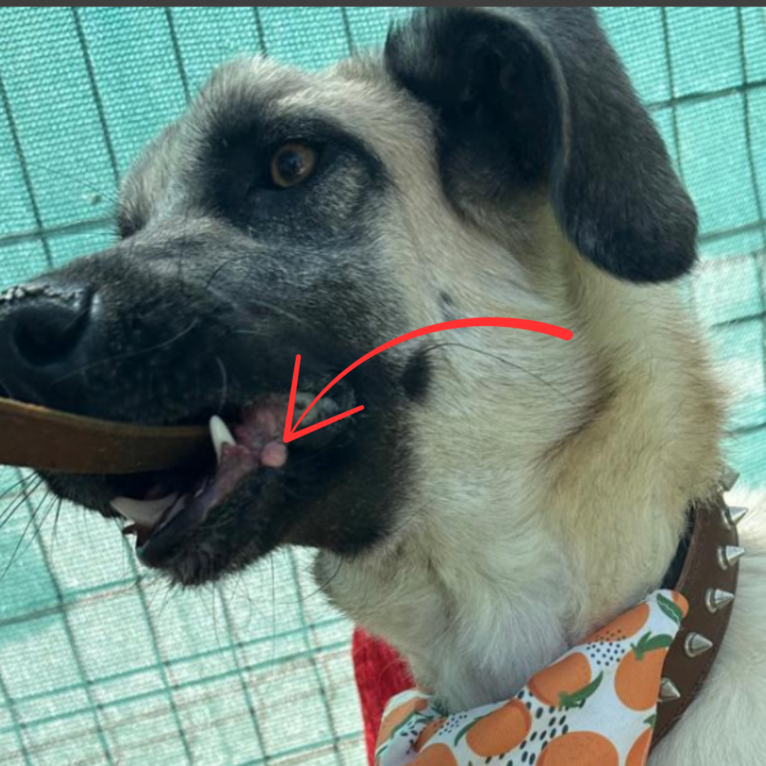 Papilloma Virus in Dogs: What It Means for Shelters and Veterinary Clinics