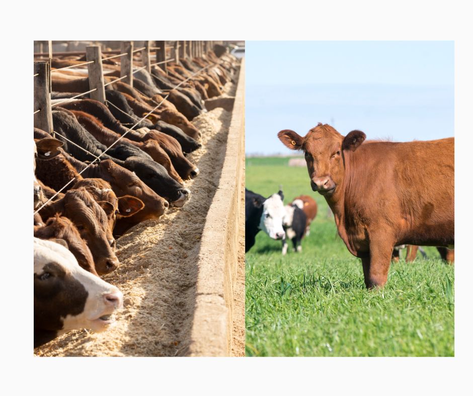 Industrial Food vs Ecological Food – The War is On?