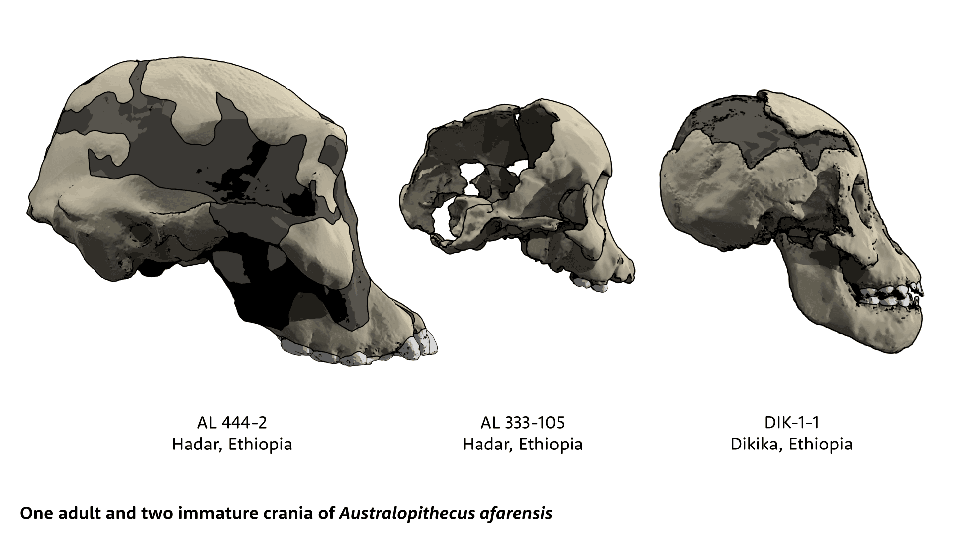 Guide to Australopithecus species - John Hawks