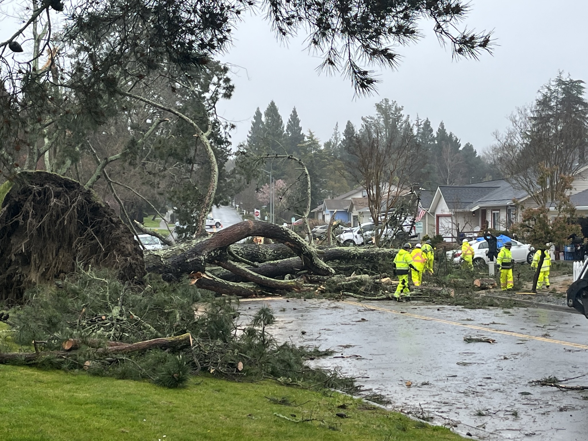 Storm Brings Down Huge Tree at Libby Park