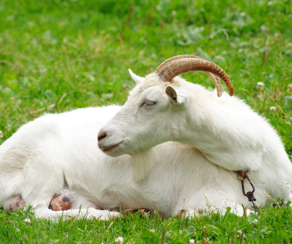 Older Goat Losing Weight? It Might Be Her Teeth