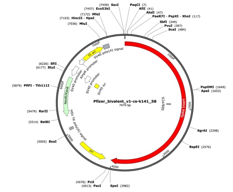 Sequencing of bivalent Moderna and Pfizer mRNA vaccines reveals ...