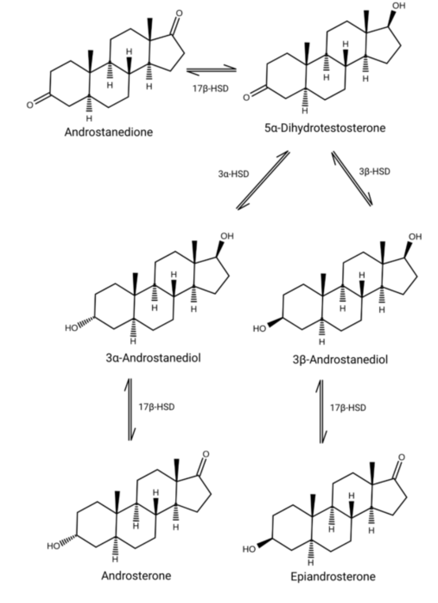 The Hormone of Chads - [ULTIMATE Guide to DHT Optimization]
