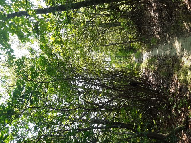 Hiking Arcadia Management Area in Rhode Island - by Sharon