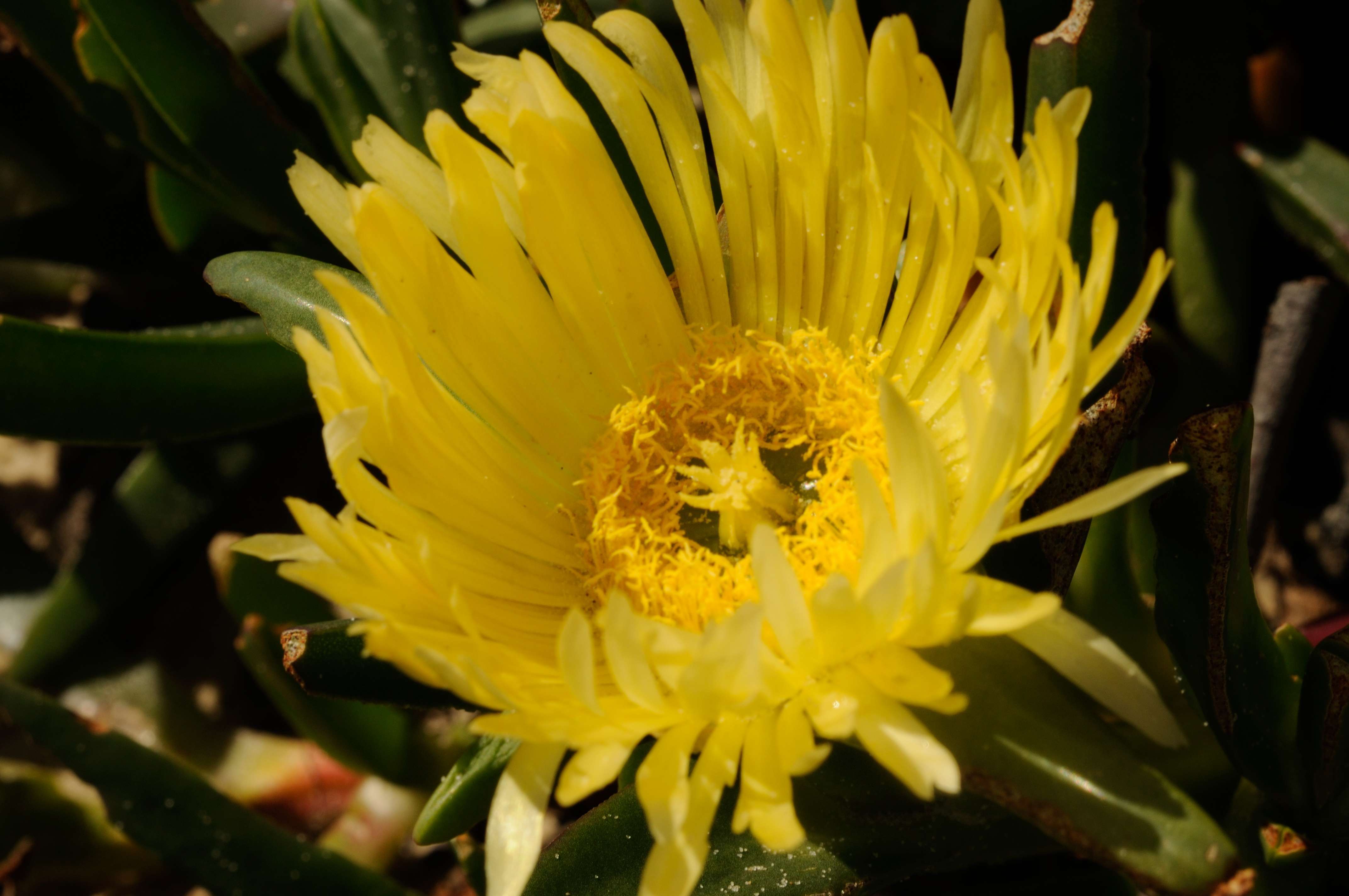 Karkalla/Pigface - by J.P. - Bush Food Forager