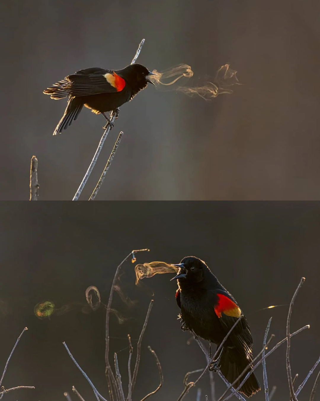 James Lucas (@jameslucasit): "When it's cold enough to see the melody"