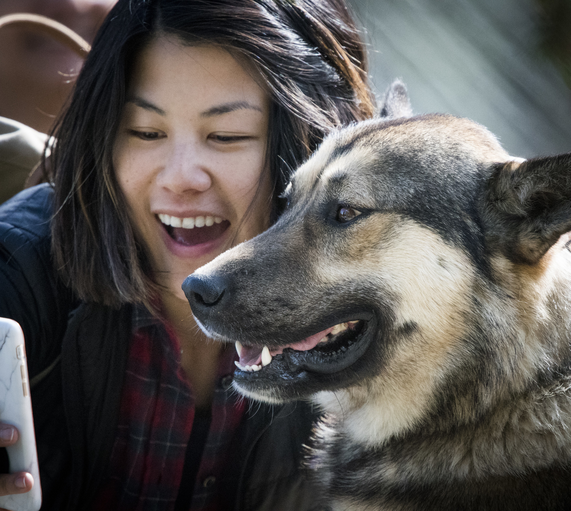 Meet Denali's Legendary Sled Dogs: The Only Canine Patrol Rangers in ...