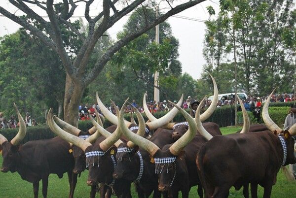 The Majestic Inyambo Cows: A Timeless Symbol of Rwandan Heritage