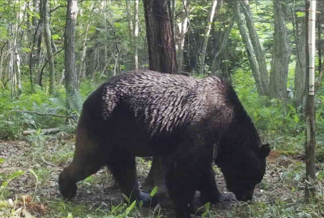 Ola de ataques de osos azota las ciudades de Japón - SurySur