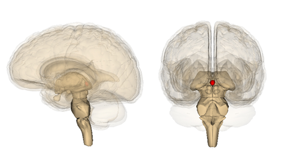 Ancient Secrets Come into Sight: The Pineal Gland, Pinecone Symbolism ...