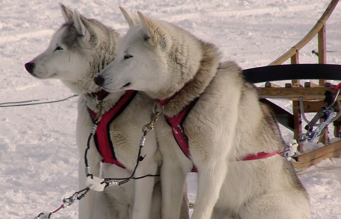 Qimmit: the Canadian Inuit Dog - by Anokiigamig eLearning