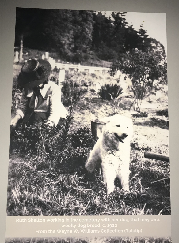 The Wool Dogs of the Salish Coast: Weaving Companions in Fur and Spirit