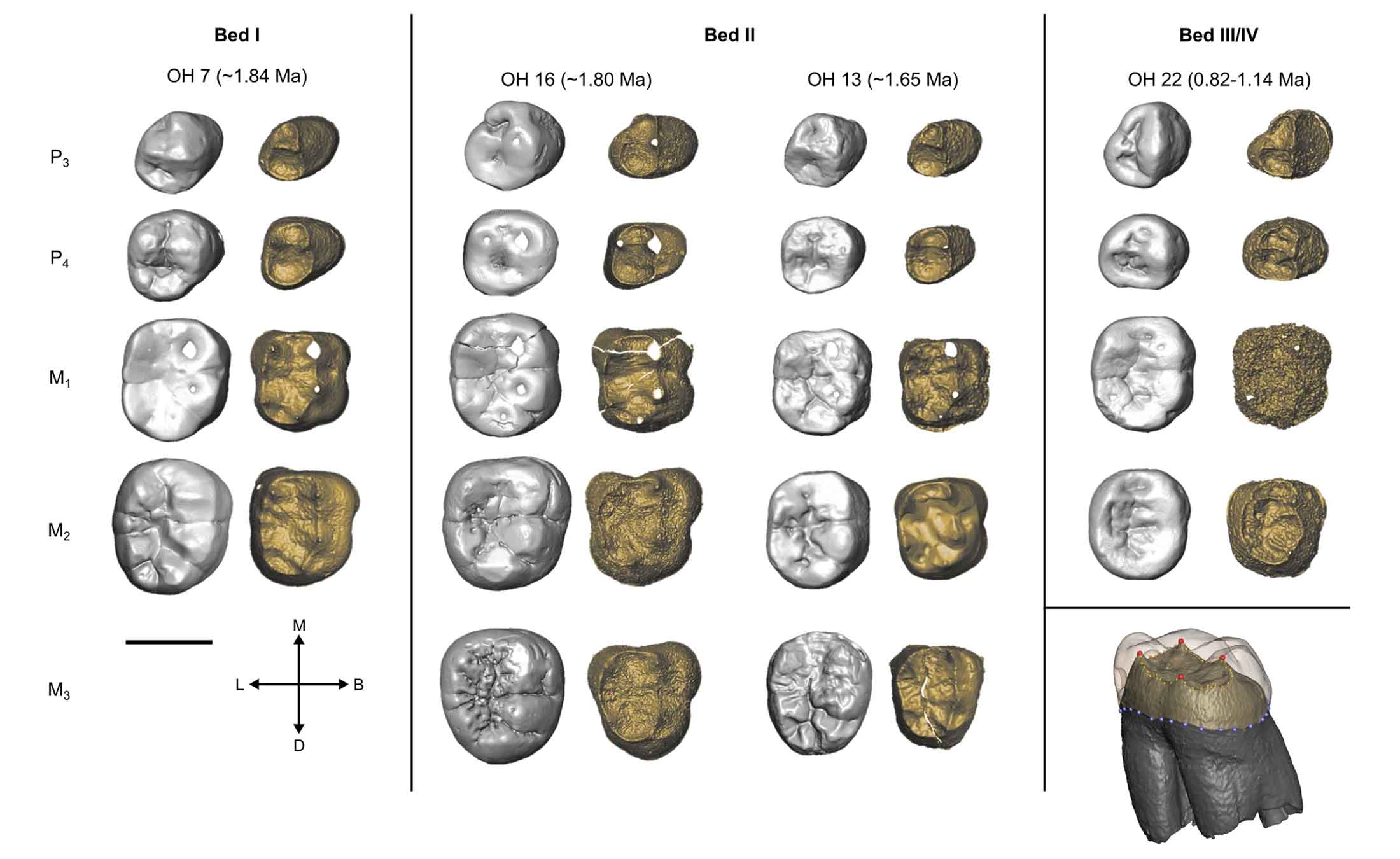 Secrets within the teeth of the first Homo fossils