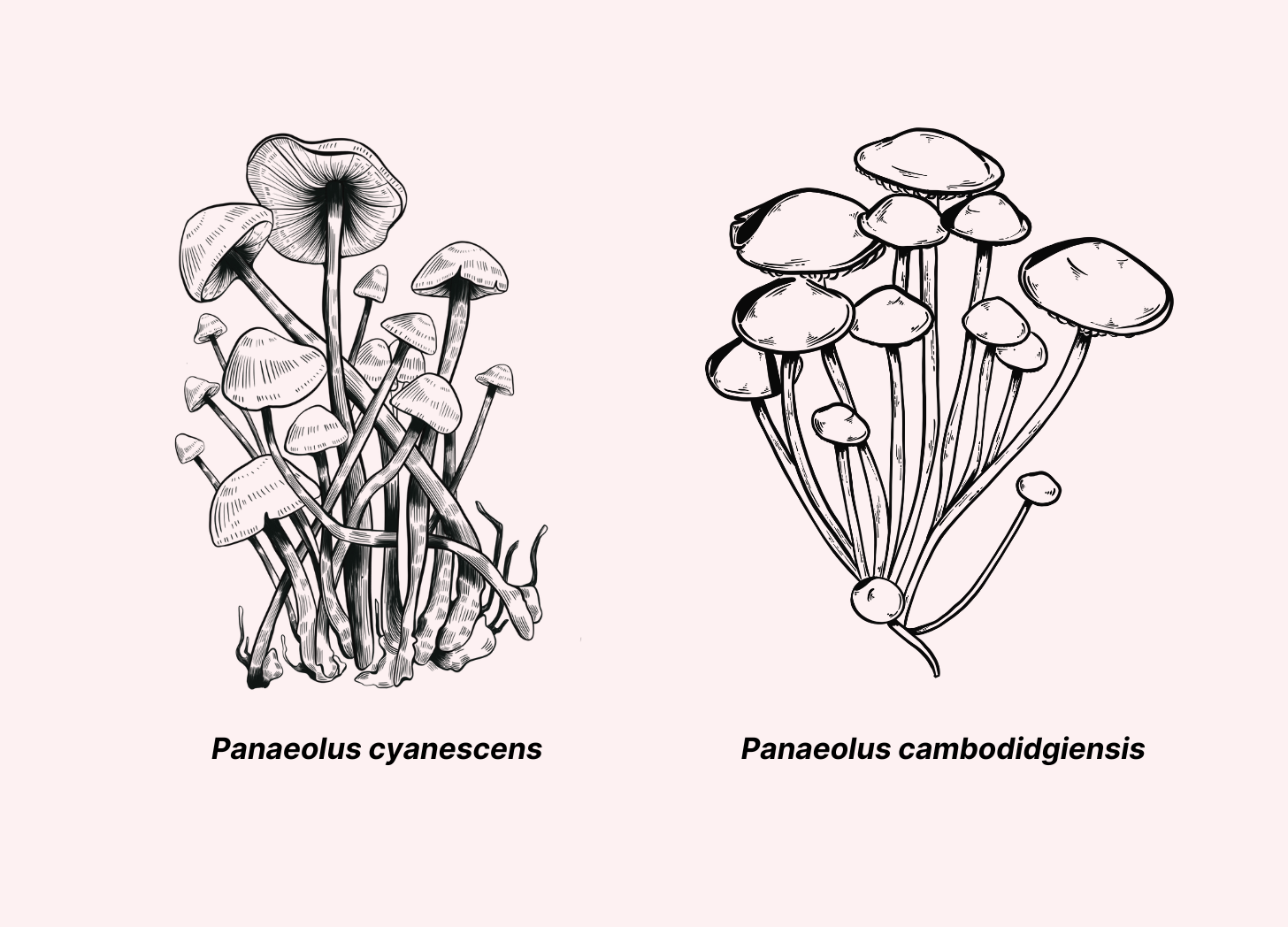 Shroom Showdown: Ranking Magic Mushrooms by Potency 🍄