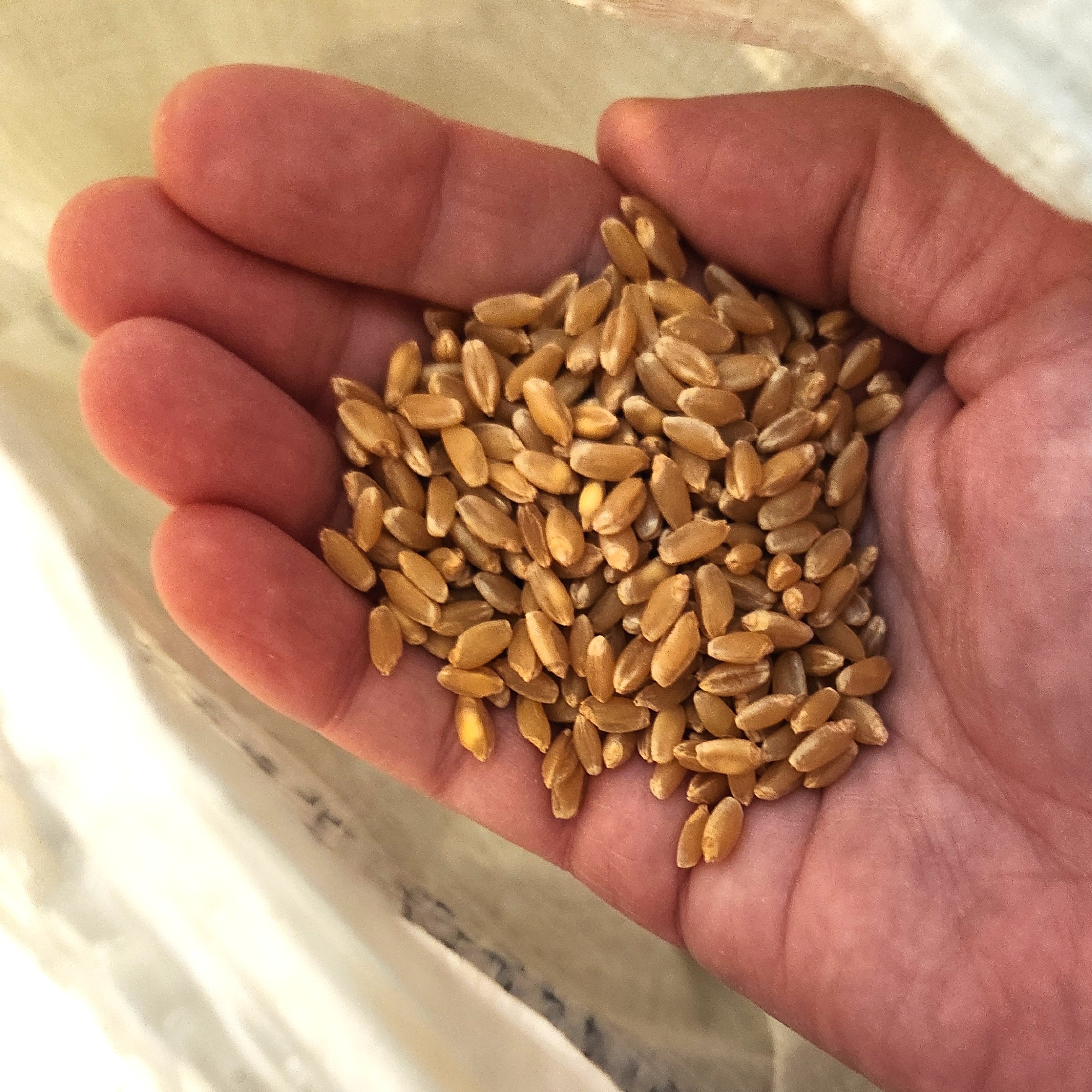 An Introduction to Durum Wheat - by Caroline Anders