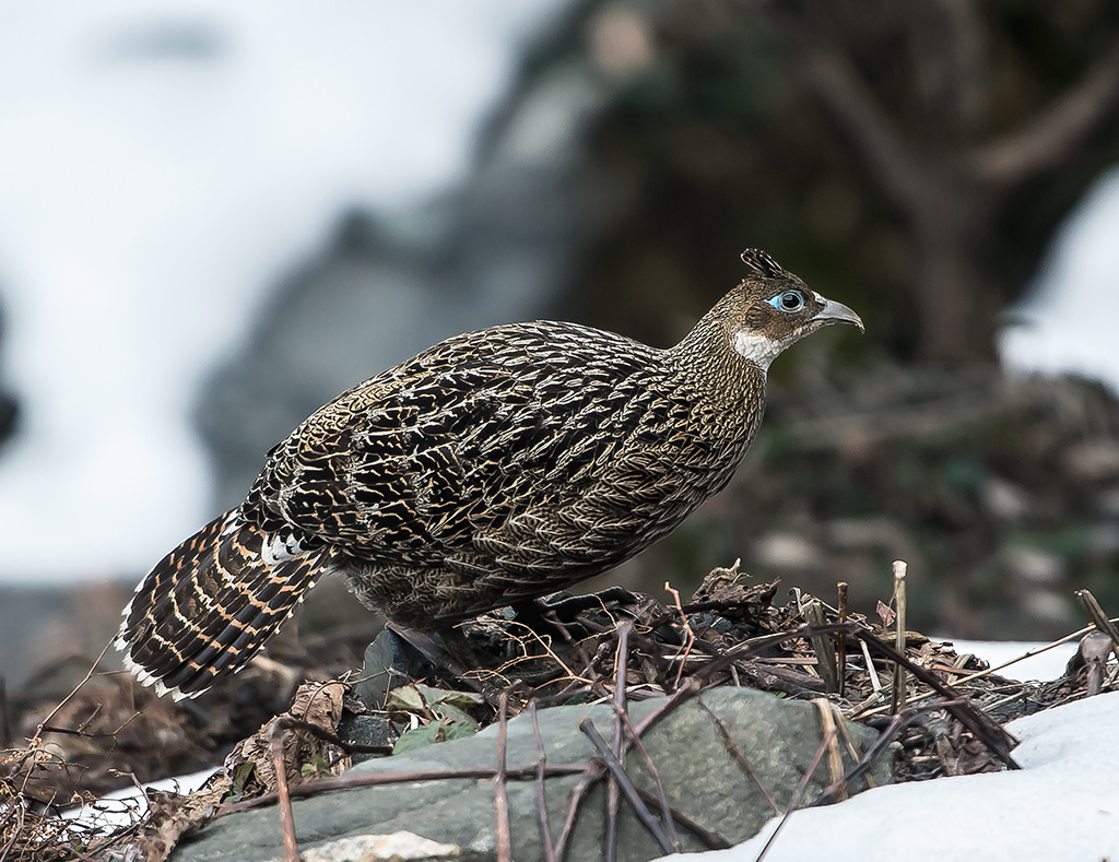 10 Fascinating Facts About the Himalayan Monal