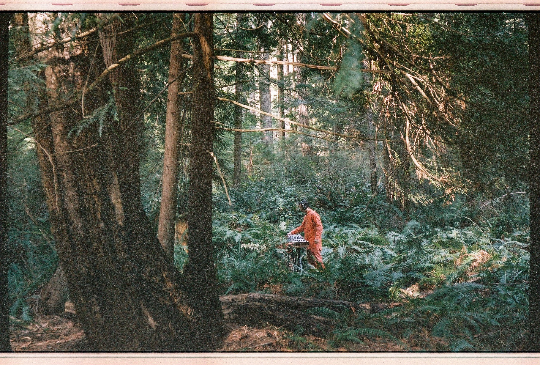 A Field Guide to Making Plant and Mushroom Music