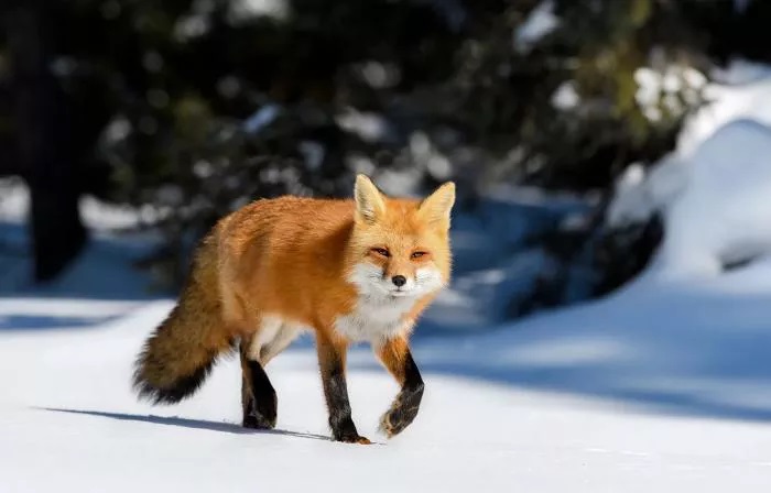 All About Fox Meaning and Symbolism - by ourspiritanimals1