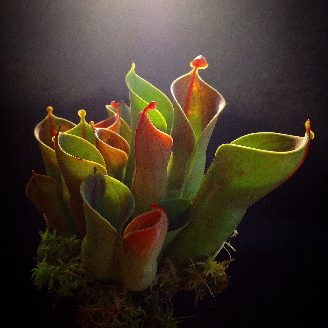 GROWING HELIAMPHORA - by Dan DiPietro - Carnivorous Journey