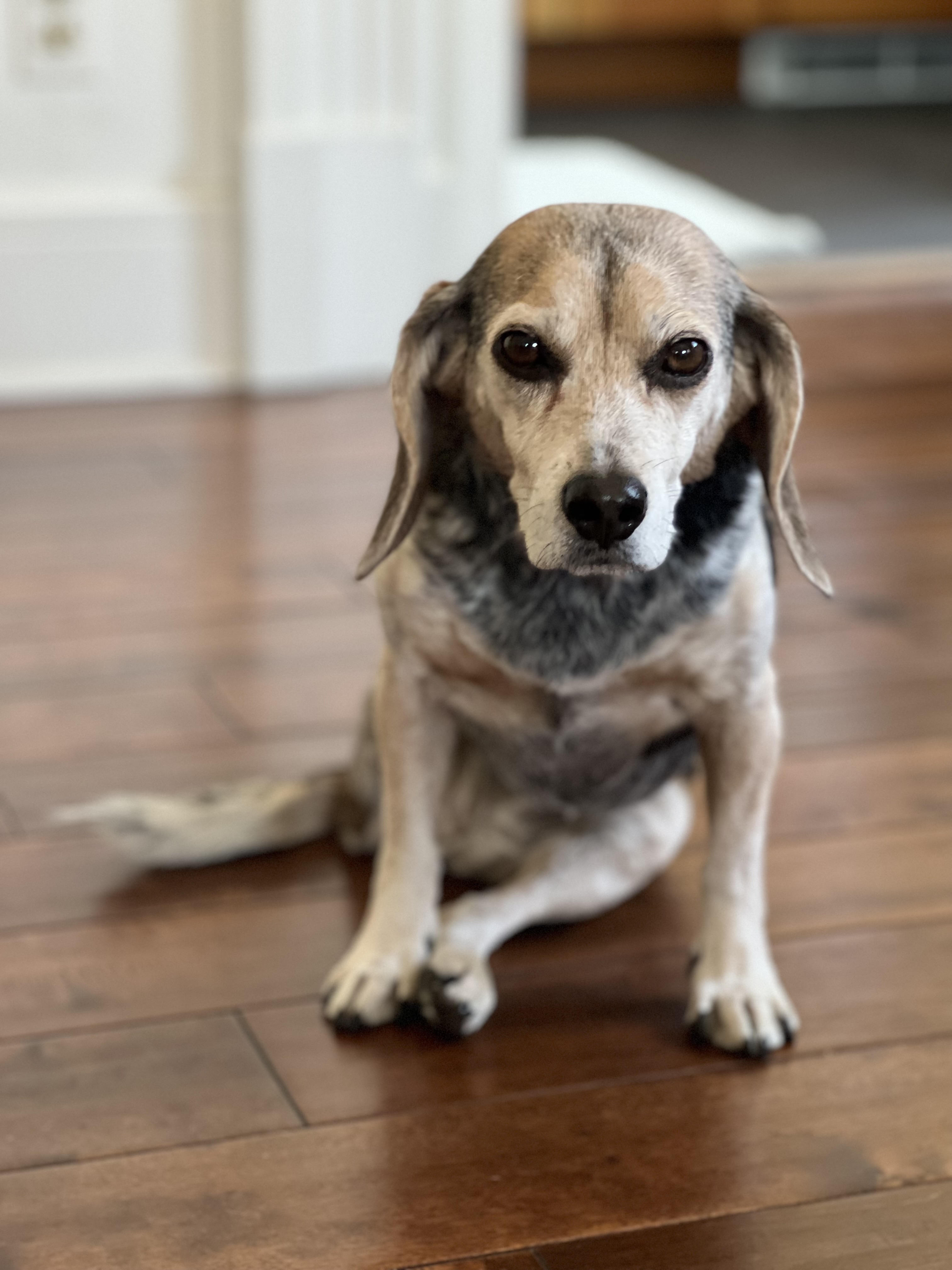 Note by Andrew Sullivan on Substack: "Here’s a more recent shot of ...