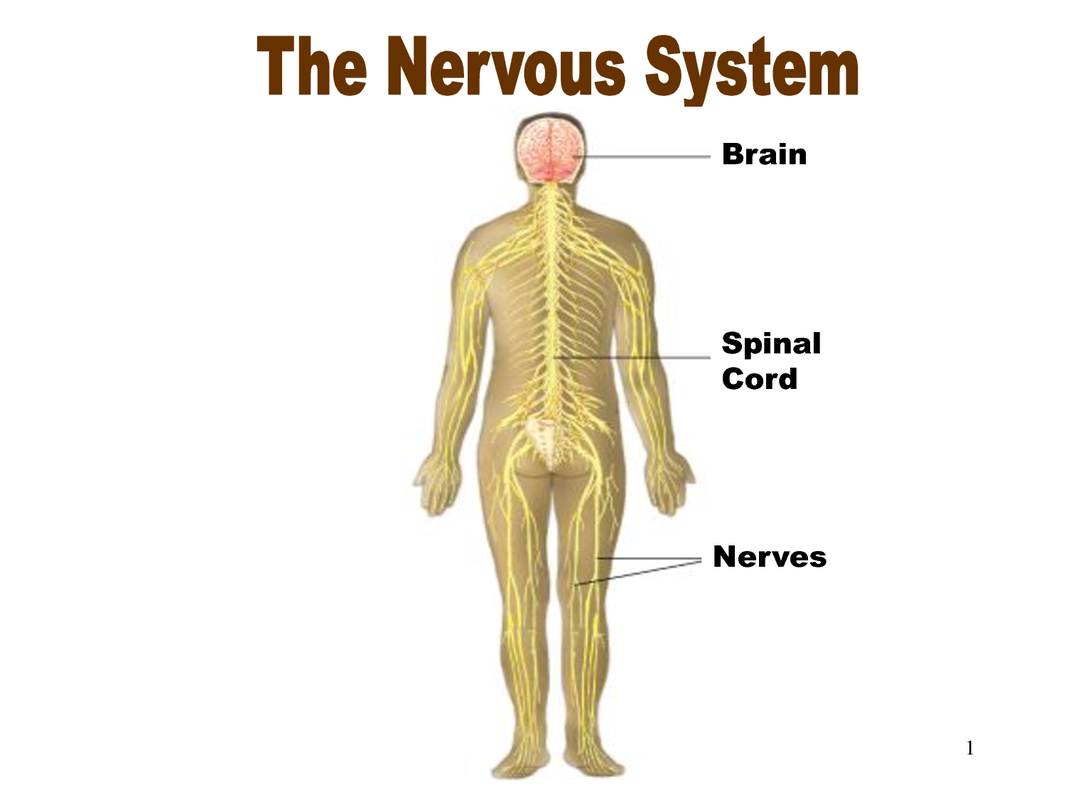 What Is Neural Tension? - by Tyler Kinch