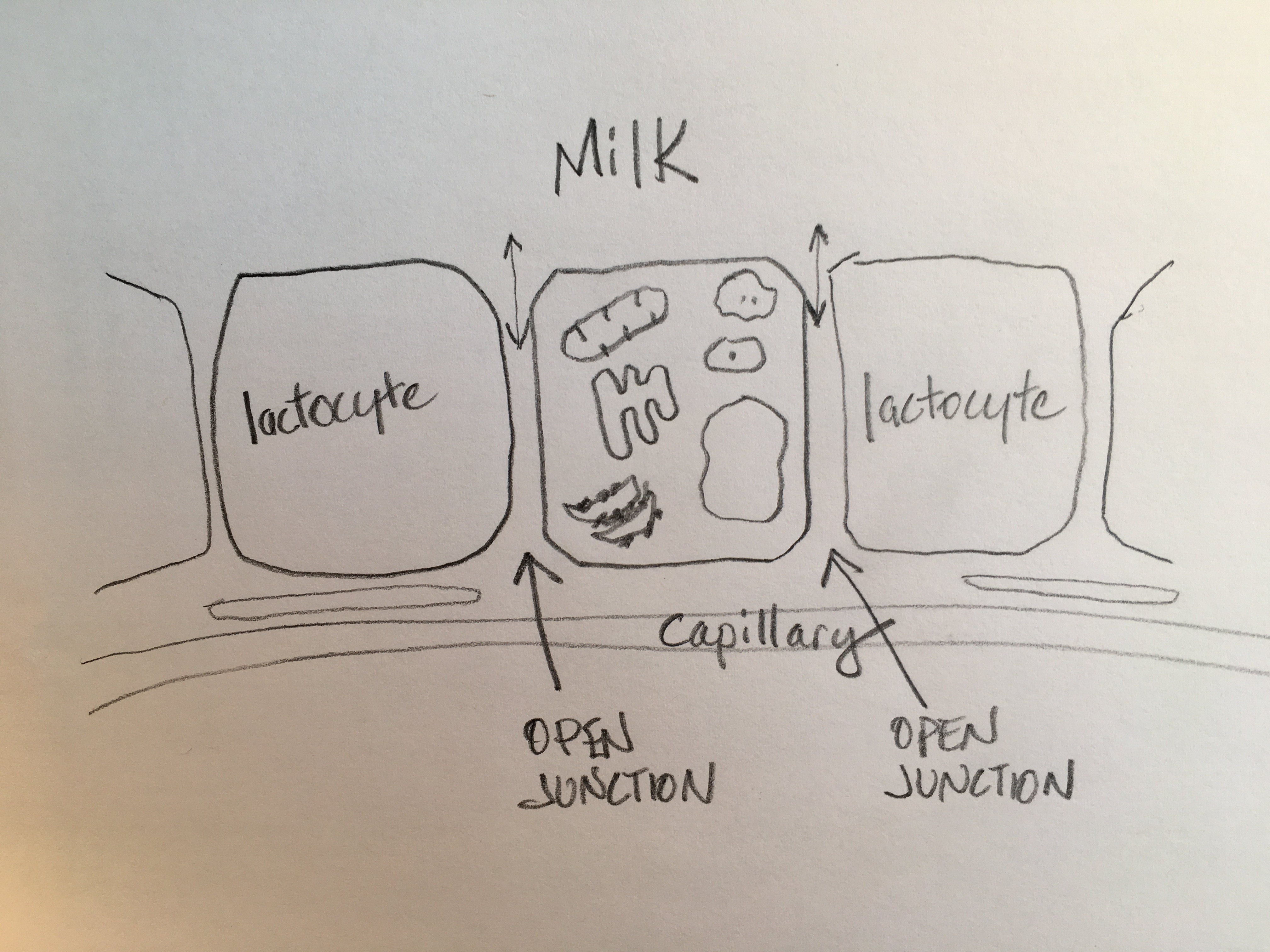 Topic 4. Colostrum Part 3: Remember the Gaps