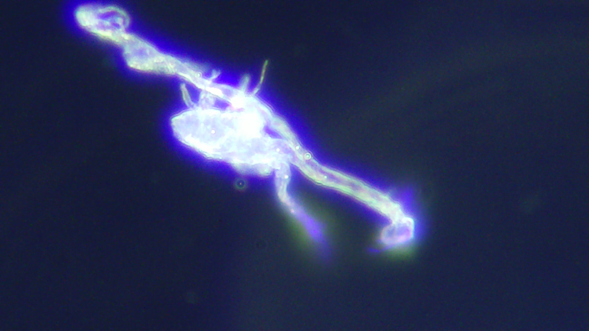 Microscopy of EDTA, Glutathione, Ivermectin, Vitamin C, Methylene Blue ...