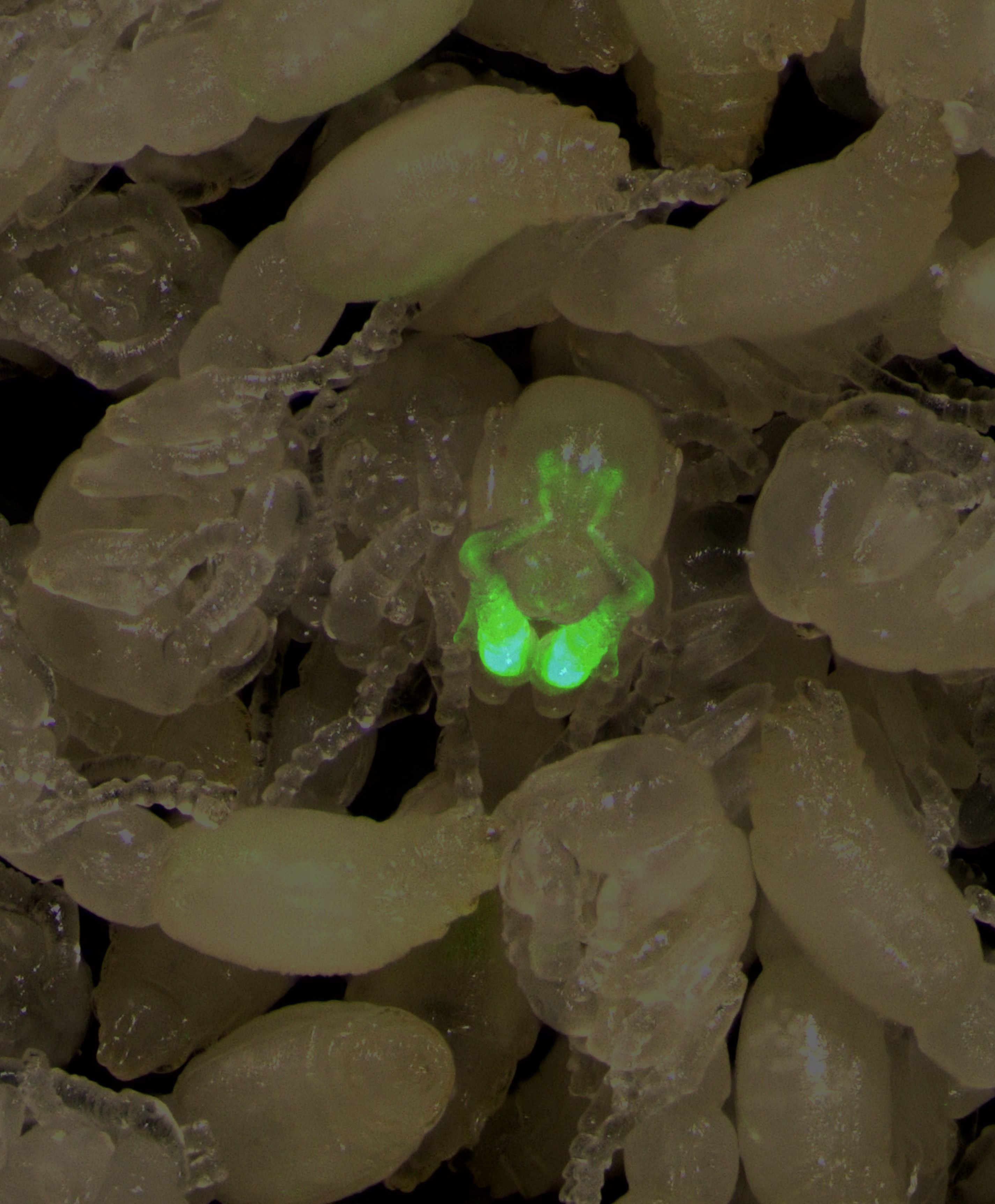 Making the First Transgenic Ants - Asimov Press