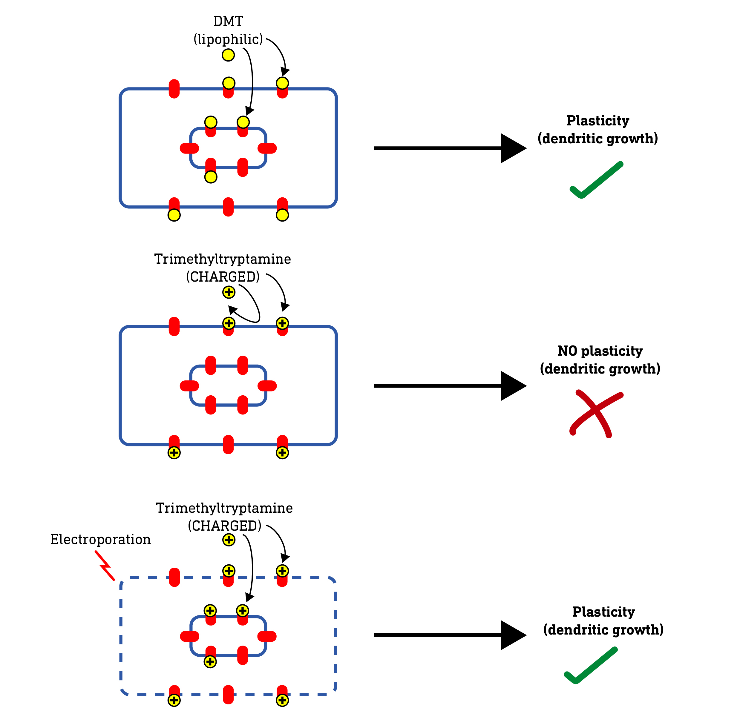 Psychedelics, neuroplasticity, and intracellular 5HT2A receptors...