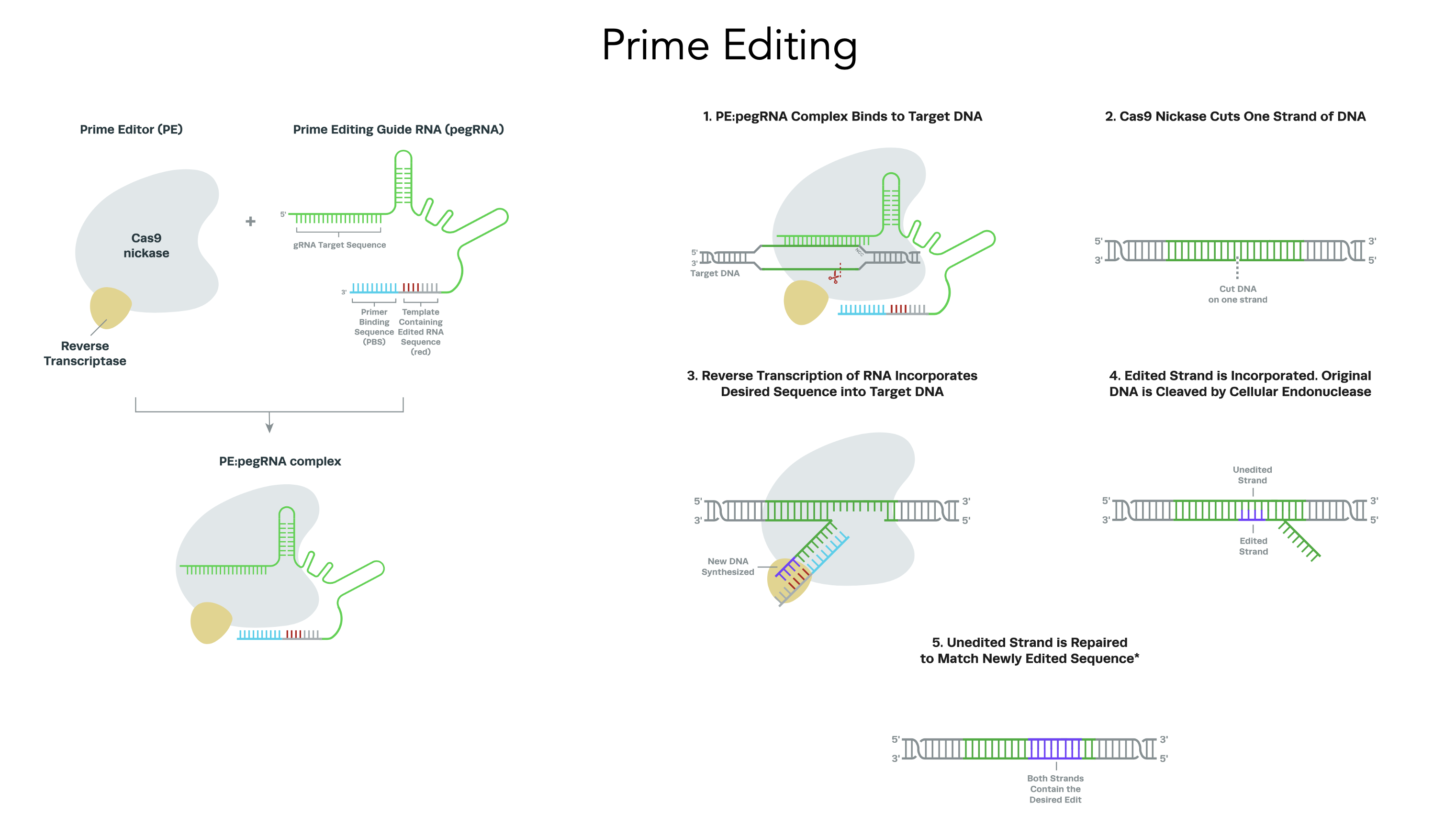 Towards genome editing cure of genetic heart diseases
