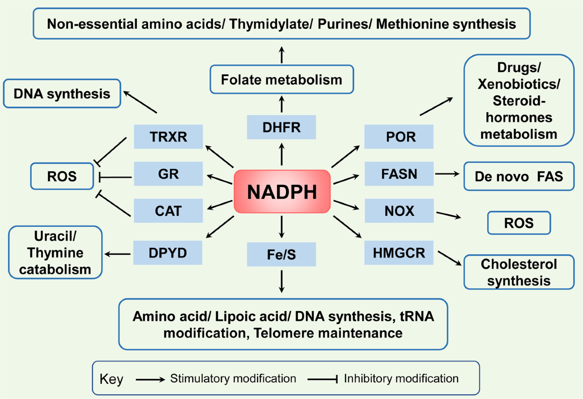 The Difference Between NAD, NADH, NADP, NADPH, FAD, and FADH2