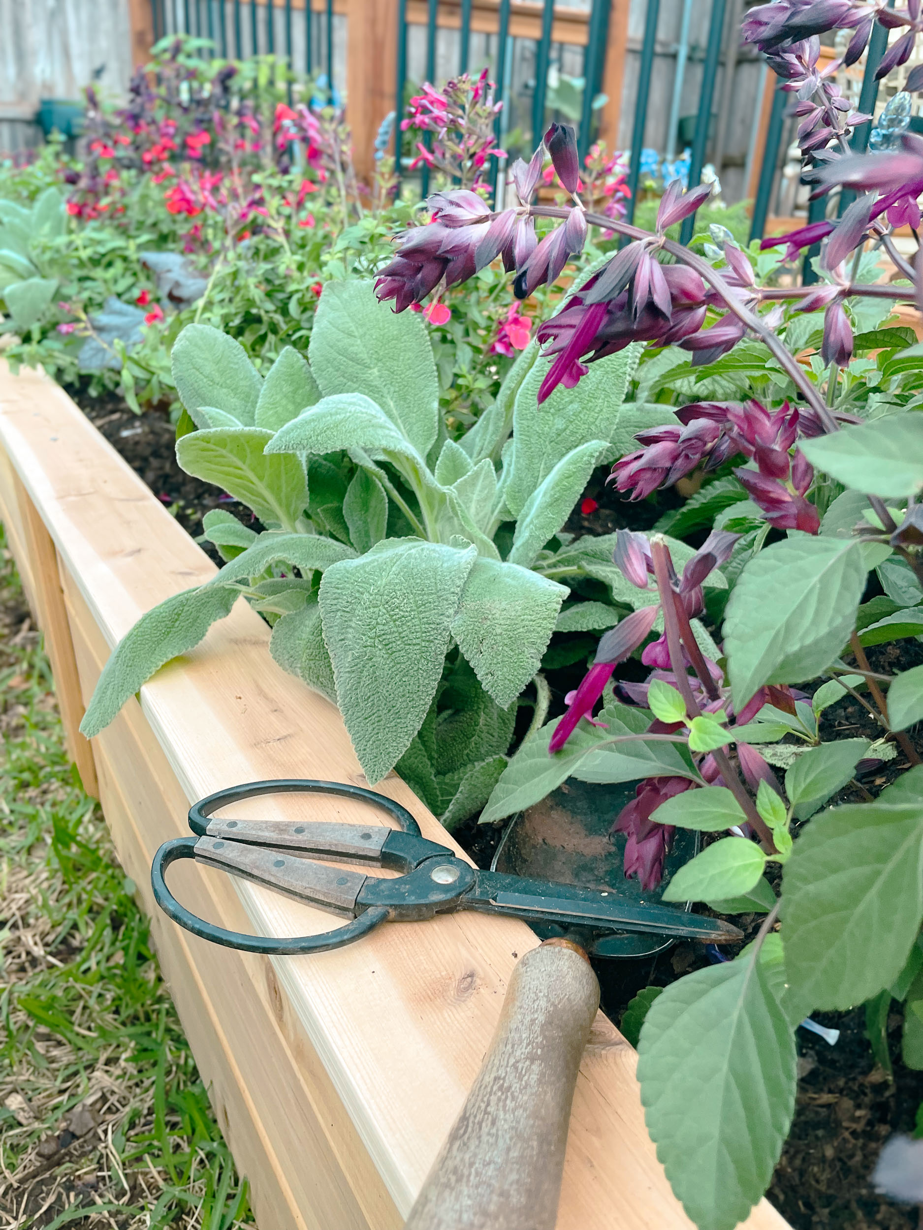 Top Reasons to Plant Salvias in Your Garden – Beauty, Resilience ...