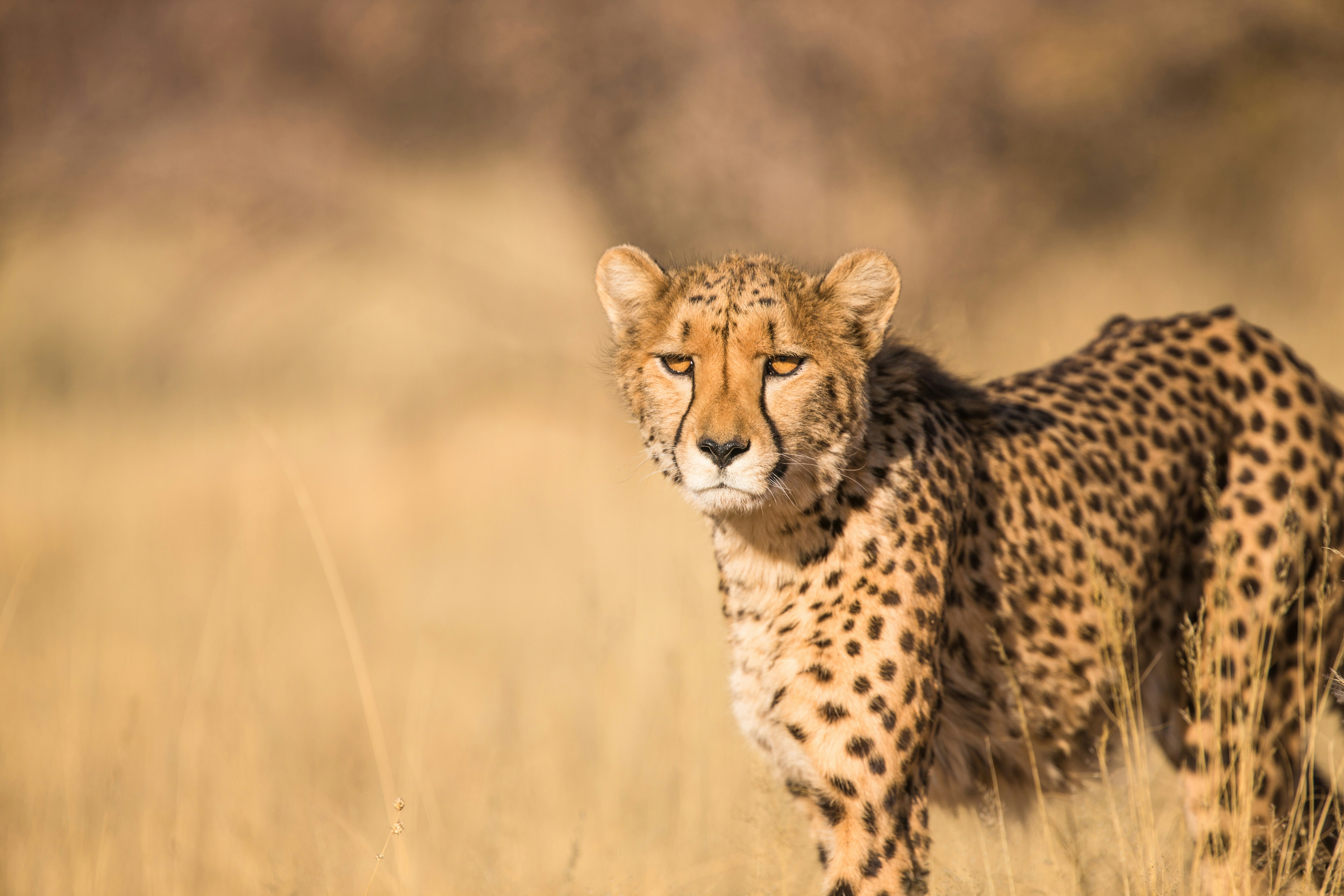 Endangered Cheetahs: Why the World’s Fastest Land Animal Is at Risk