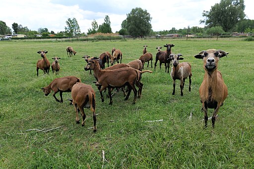 Goats in Folklore - by Icy Sedgwick - Fabulous Folklore
