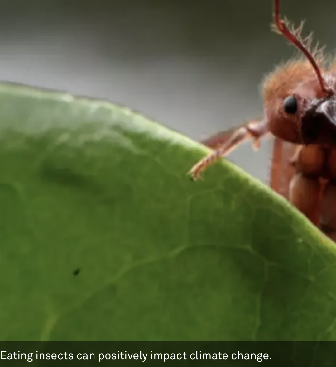 Fact check: the WEF wants us to eat bugs.