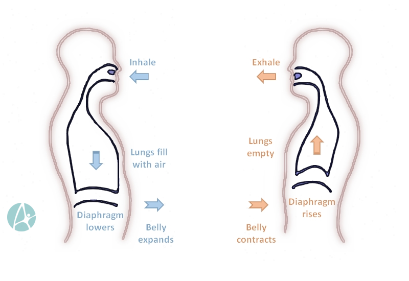 Belly Breathing vs. Optimal Breathing: The Truth You Need to Know