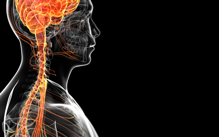 Guia Completo do Sistema Nervoso: Estrutura e Funcionamento