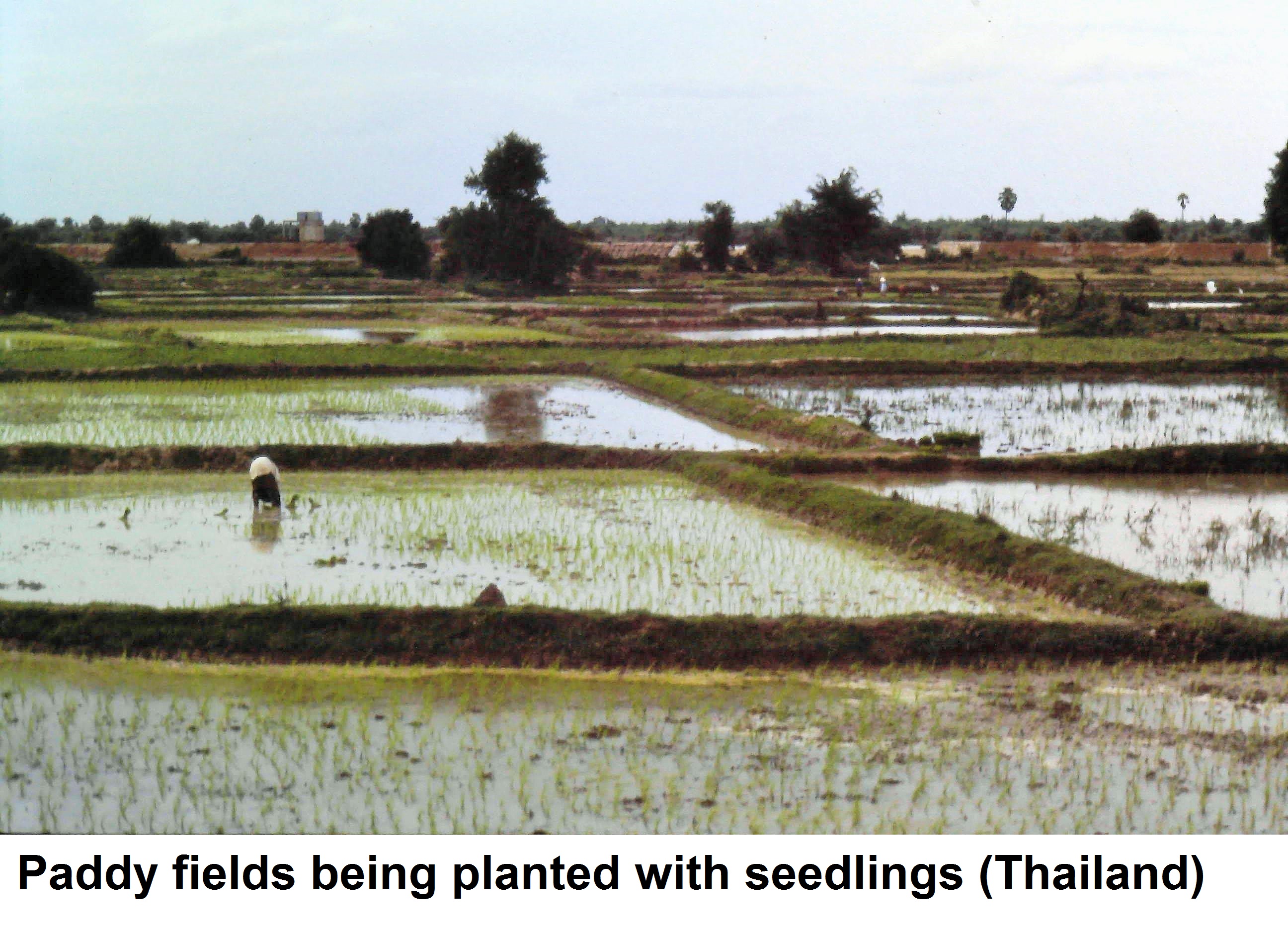 Traditional Rice Cultivation in Southeast Asia