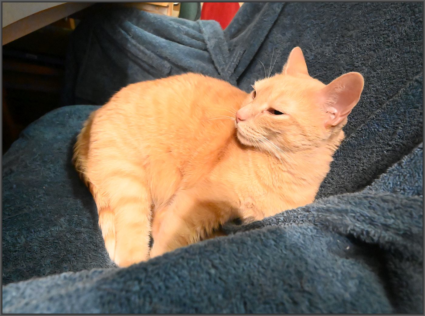 Hamilton & The Crew 🥄 on Substack: "Simba jealously guarding Bathrobe. 0641 MST 12 Feb 2025."