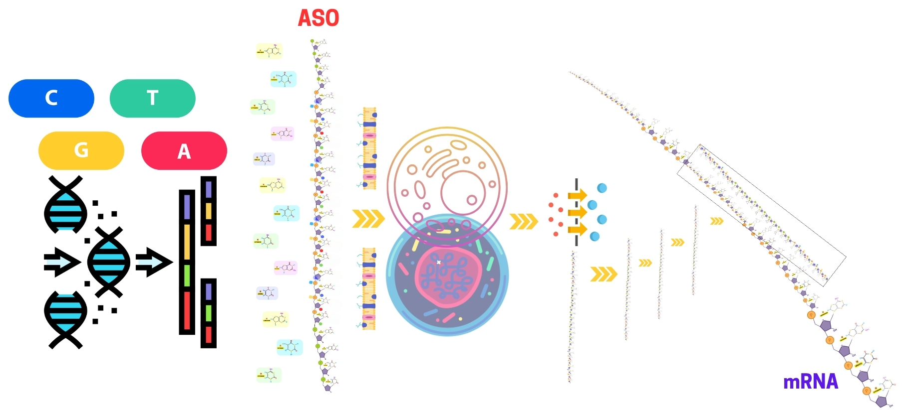 Antisense Oligonucleotides - In Silico Design of ASOs