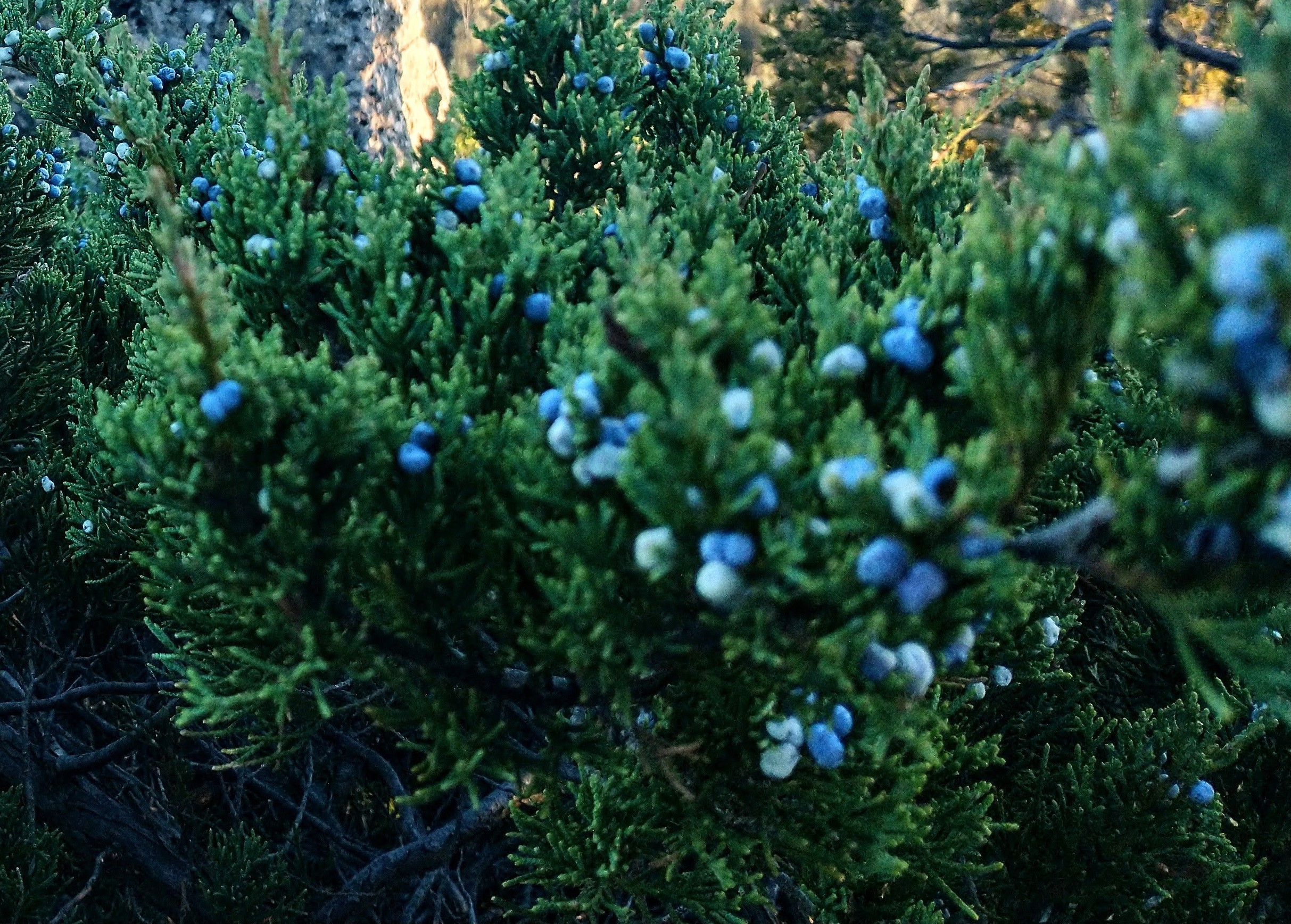 medicinal uses of cedar Archives - Adrian White | Jupiter Ridge Farm