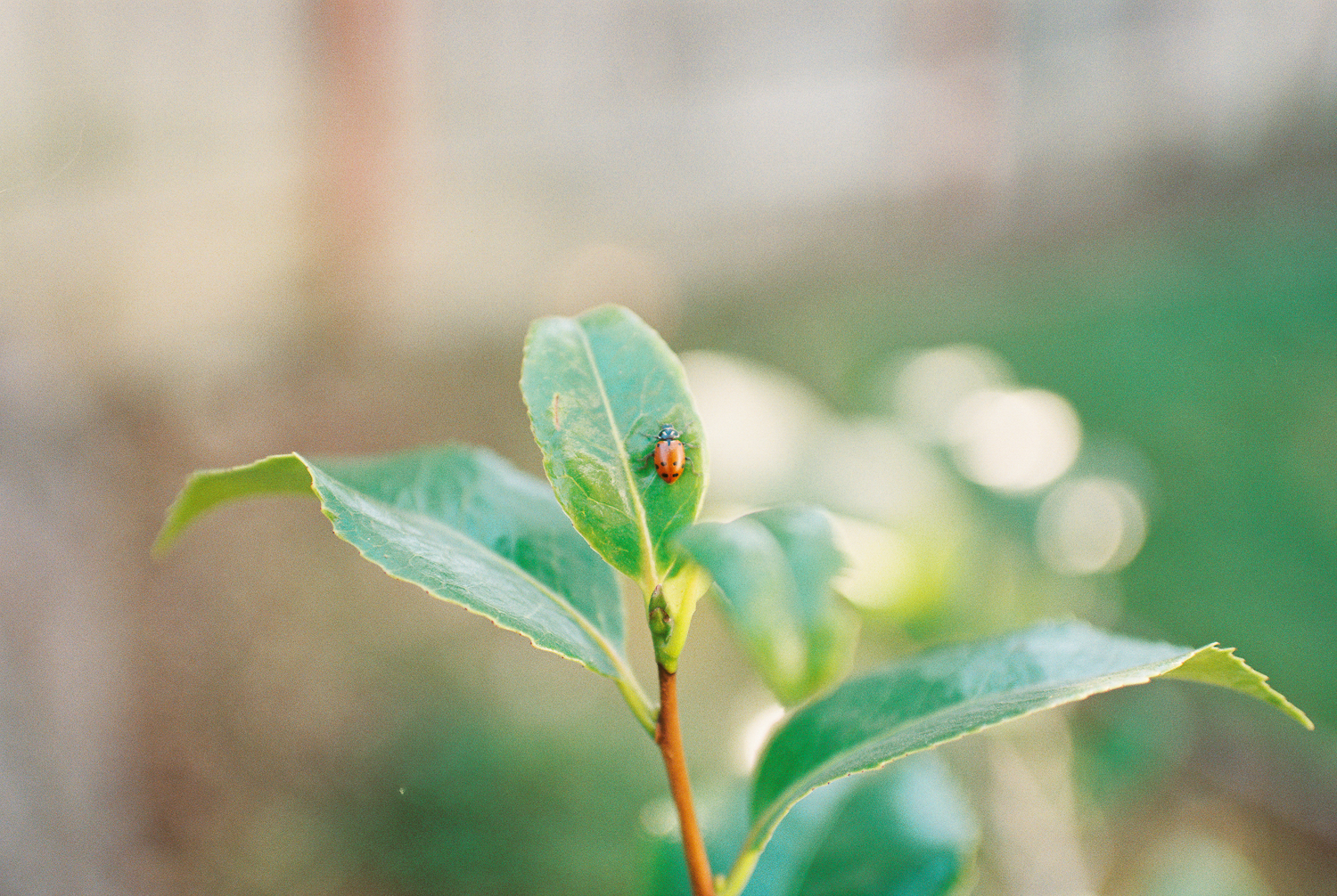 A No-Plan-B Kind of Faith - by Ashlee Gadd - The Second Act