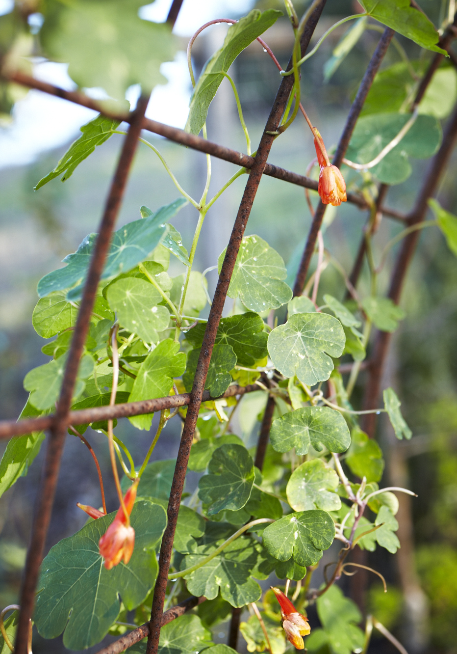 MASHUA, aka Tropaeolum tuberosum
