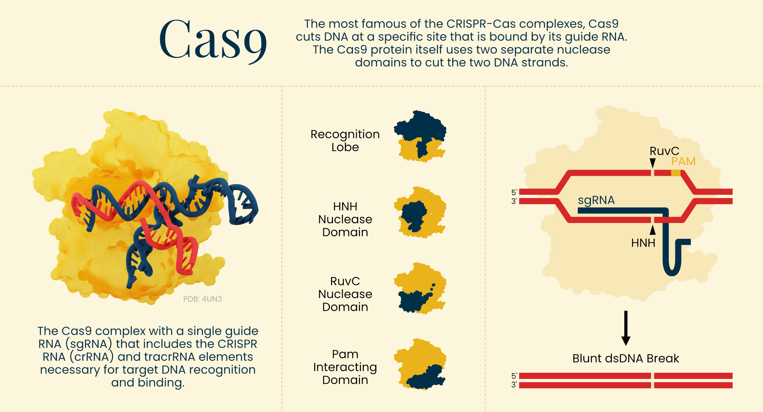 A Visual Guide to Genome Editors - by Evan DeTurk