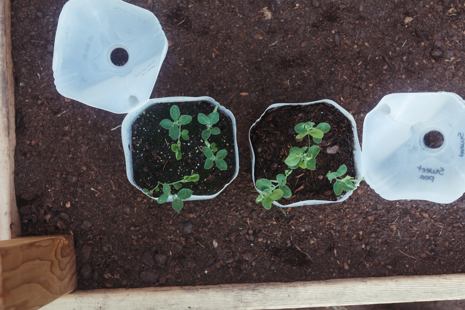 When to Start Winter Sowing - by Mily Leake - Bread & Cloth