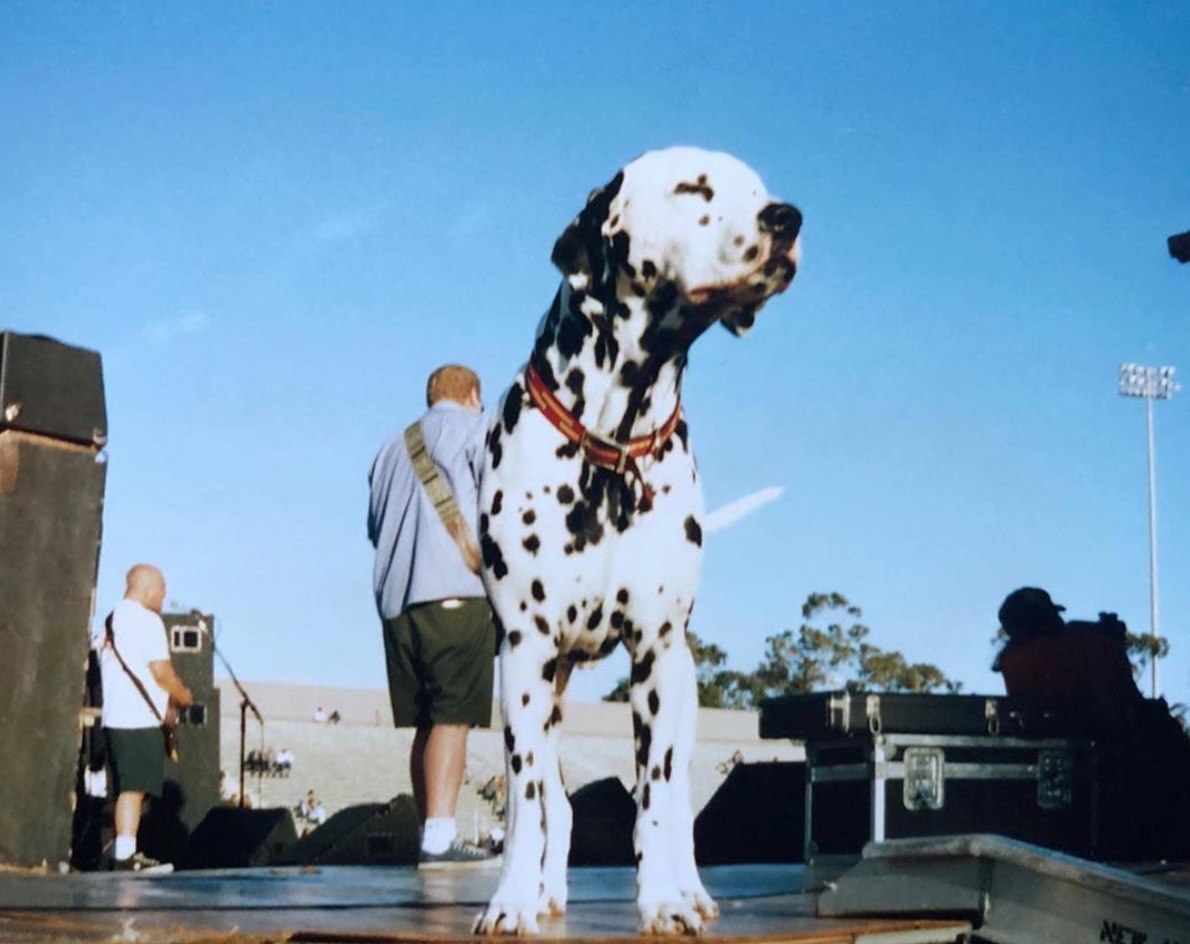 Bradley's Dalmatian - by Bailey Richardson - Art Dogs