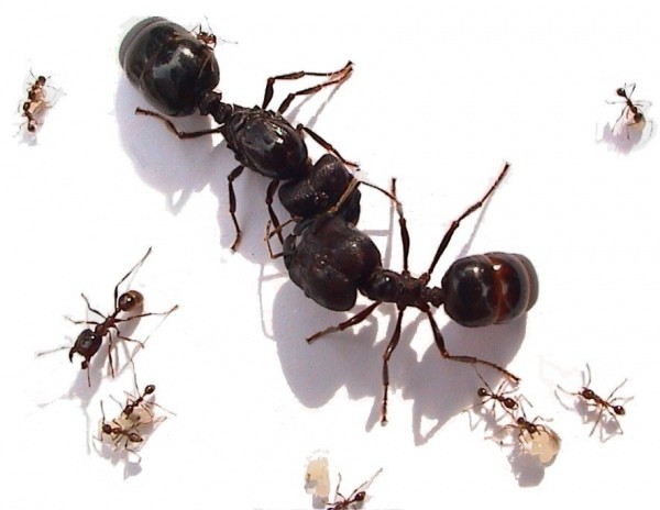 Ant Spotlight: Carebara diversa - by Jack Becker