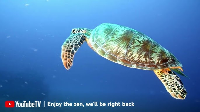 YouTube TV's Zen Ads - Iterate